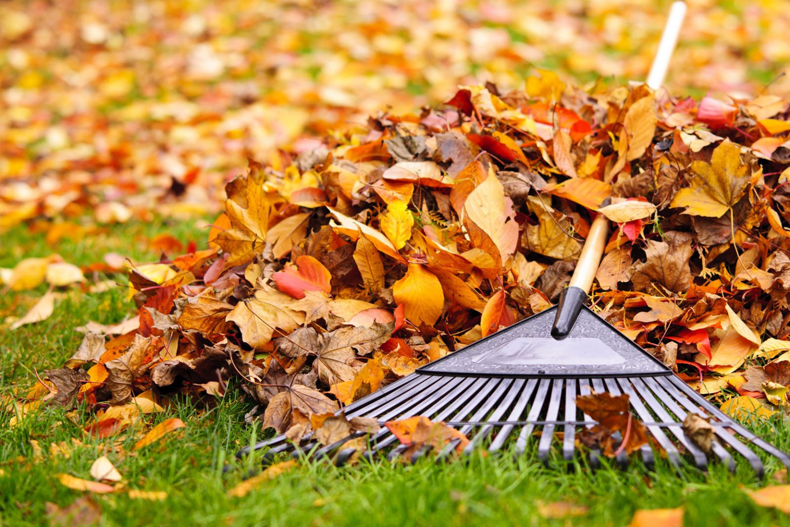How to Winterize Your Yard in Autumn - Noah Garden Rooms